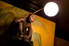 Monkey Bar